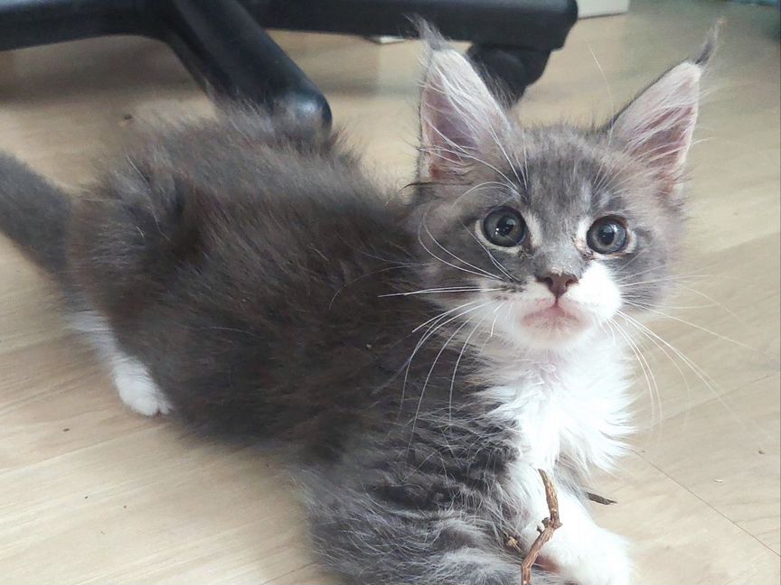 Котята мейн-кун