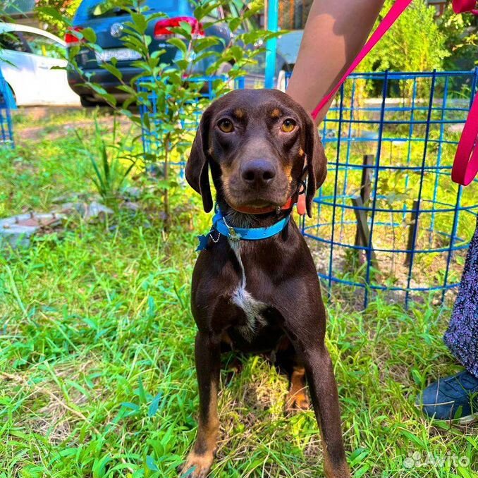 Шоколадка ищет дом