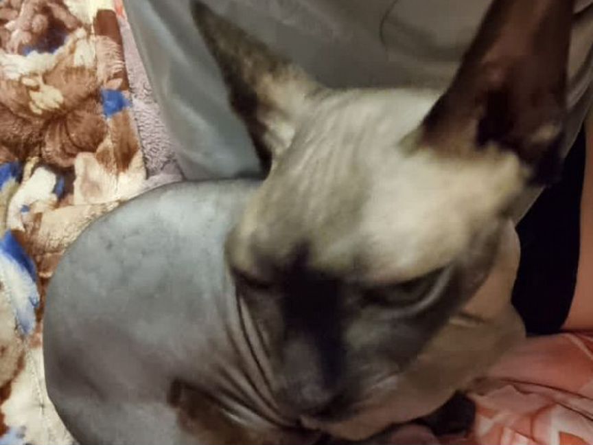 Канадский сфинкс котенок девочка