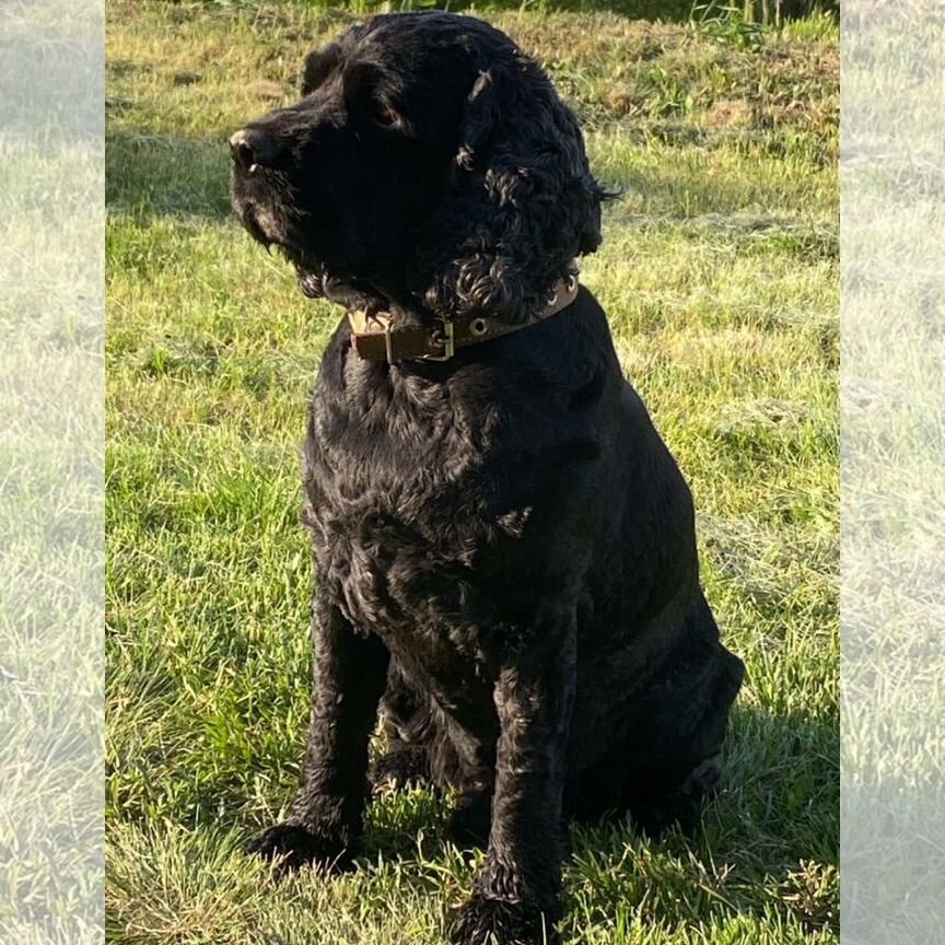 Английский кокер-спаниель, вязка