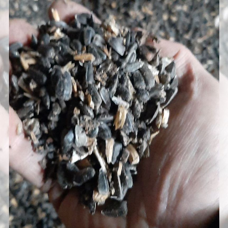 Семечки подсолнечника