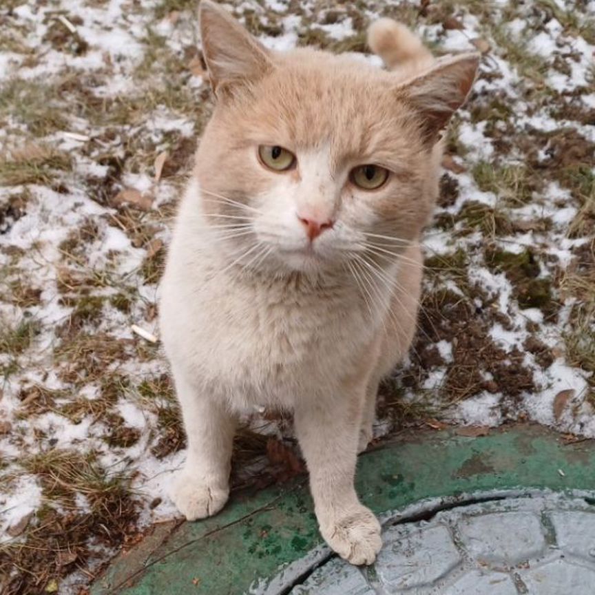 Кошки в добрые руки