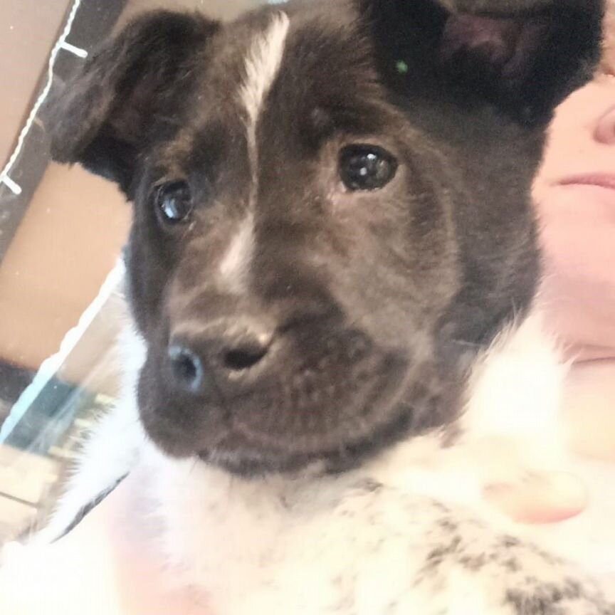 Отдам щенка в добрые руки