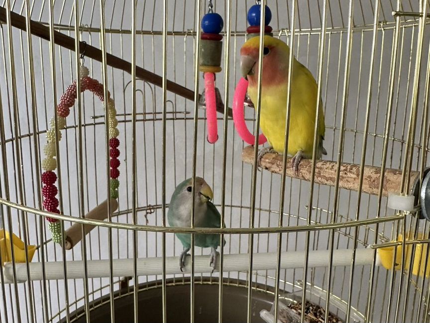 Попугаи неразлучники