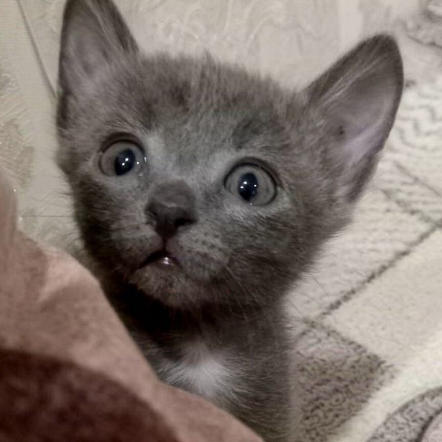 Котенок мальчик серый