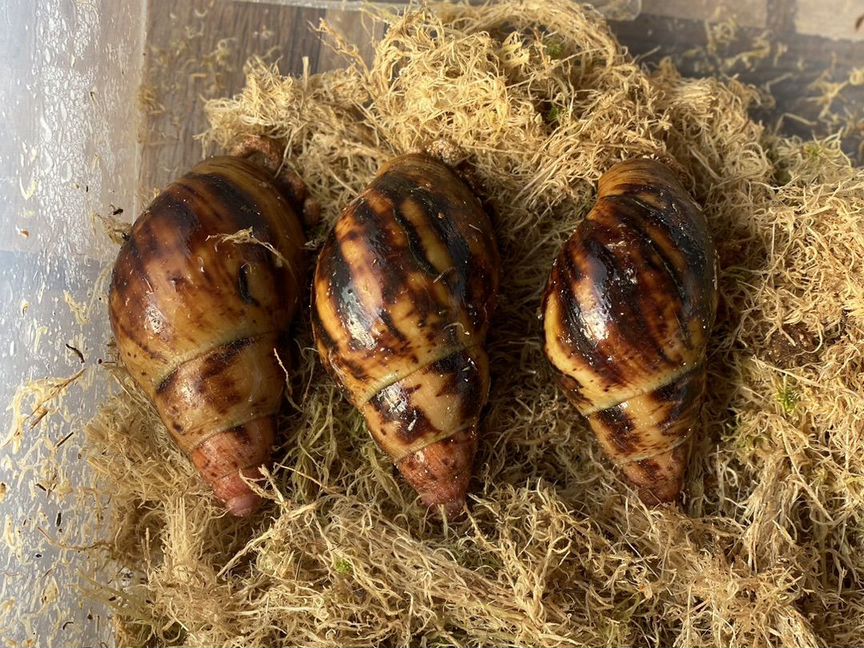 Продам улиток архахатина маргината сутуралис