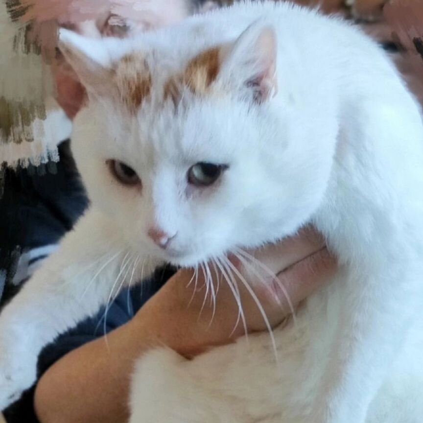 Котик Шафранчик ищет маму и папу