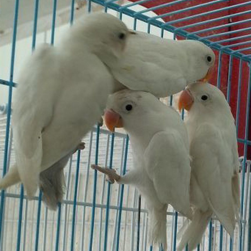 Попугай неразлучники