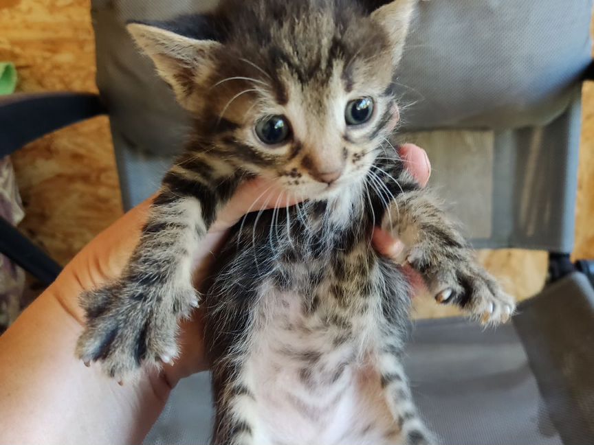 Шотландские вислоухие котята бесплатно