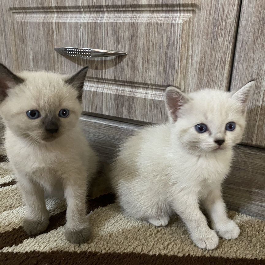 Котята
