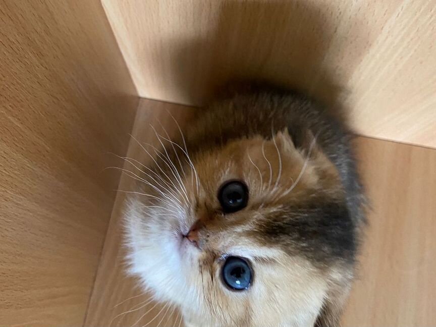 Котик черное золото