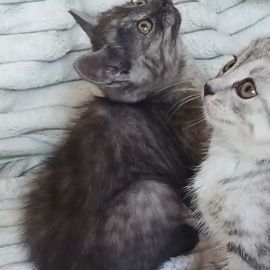 Котята
