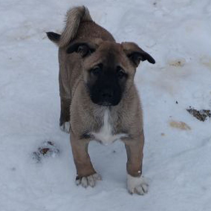 Американская акита, щенок