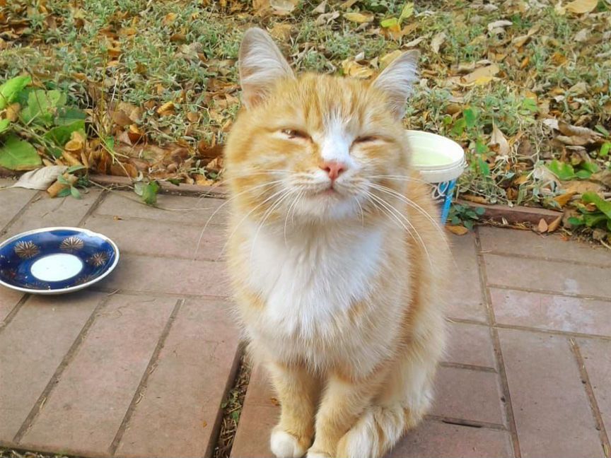 Очаровательный котик остался без дома
