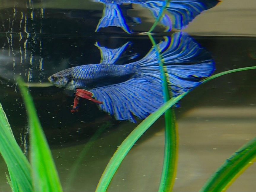 Рыбка петушок