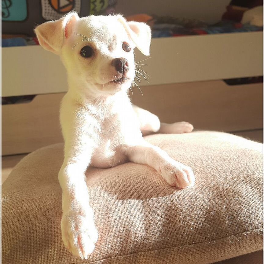 Русский той-терьер, щенок