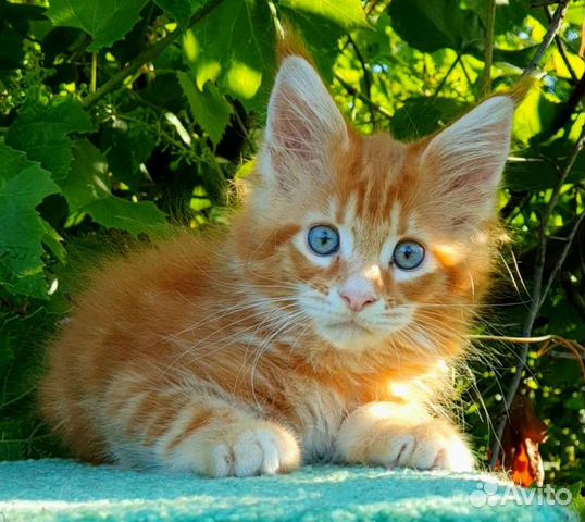 Котенок Лайк свободен для резерва