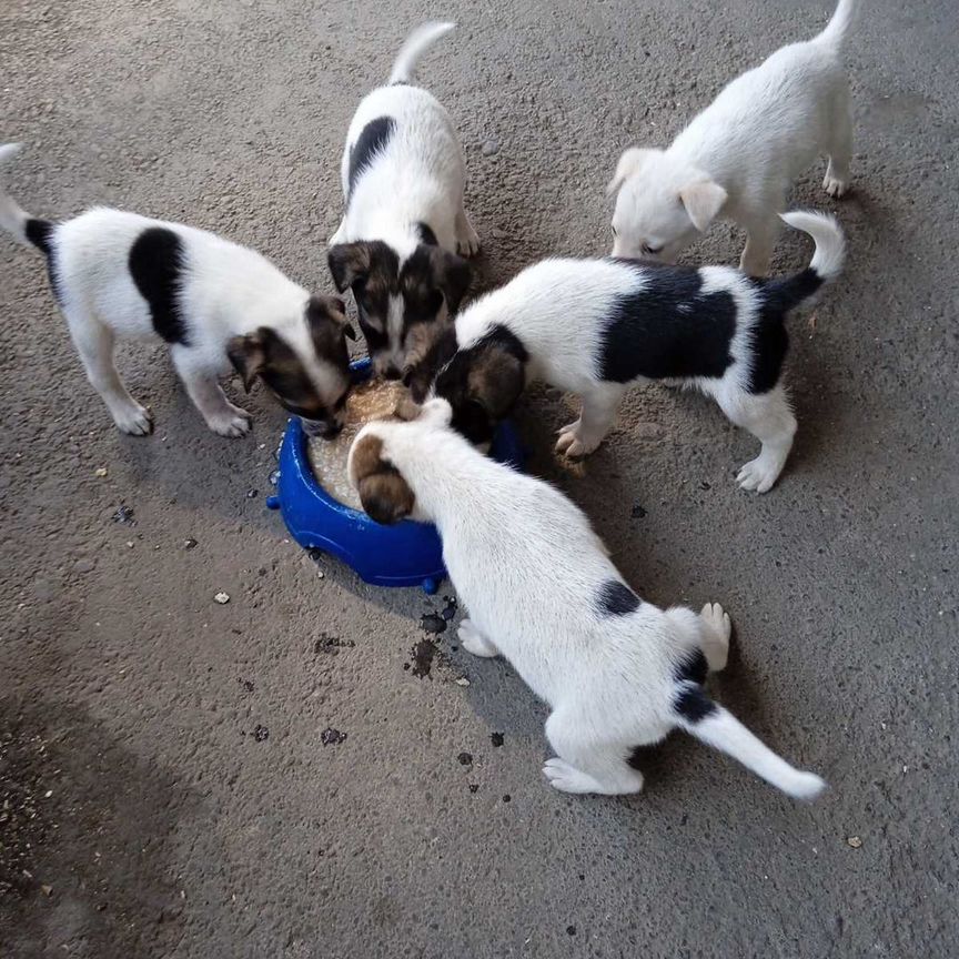 Кутята в добрые руки