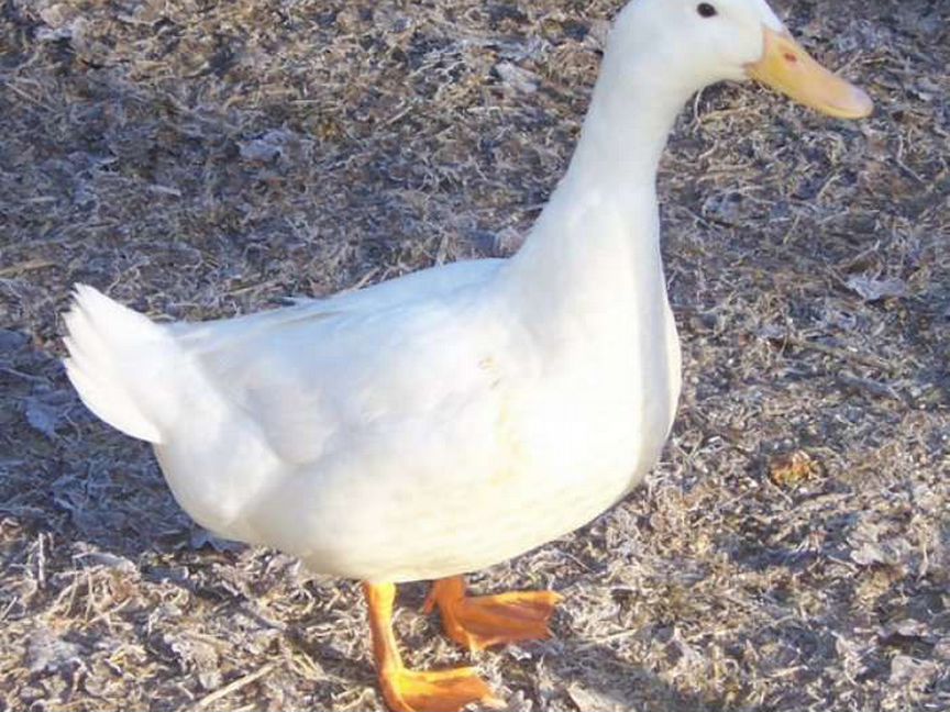 Утка стар 53