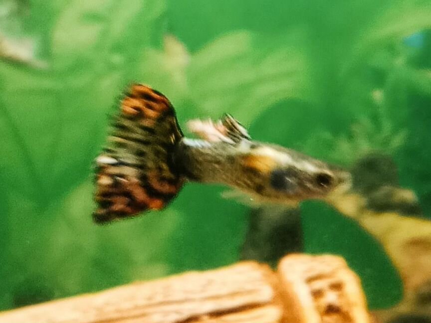 Аквариумные рыбки