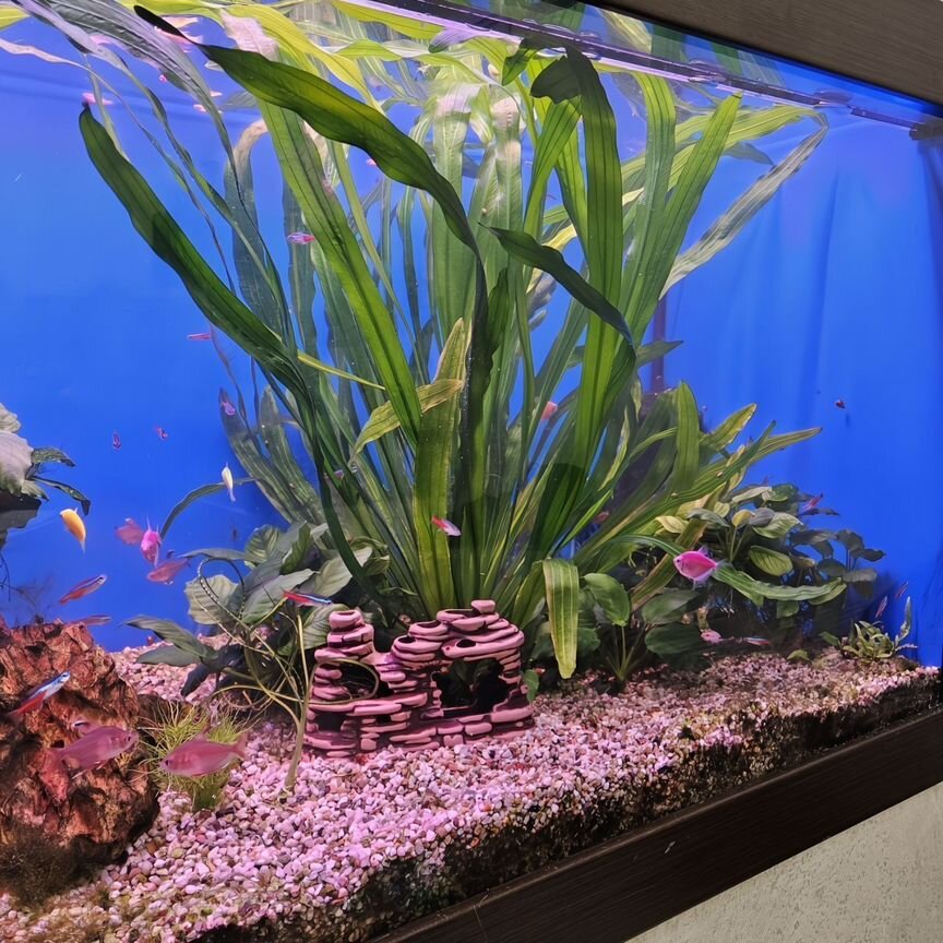 Аквариумные растения эхинодорус уругвайский