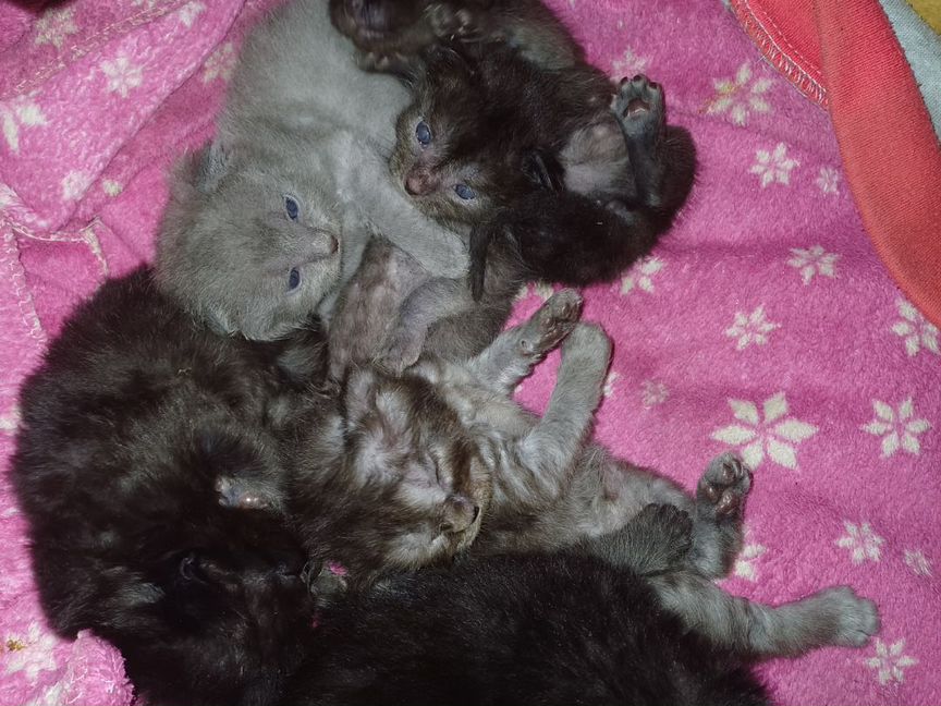 Котята в добрые руки