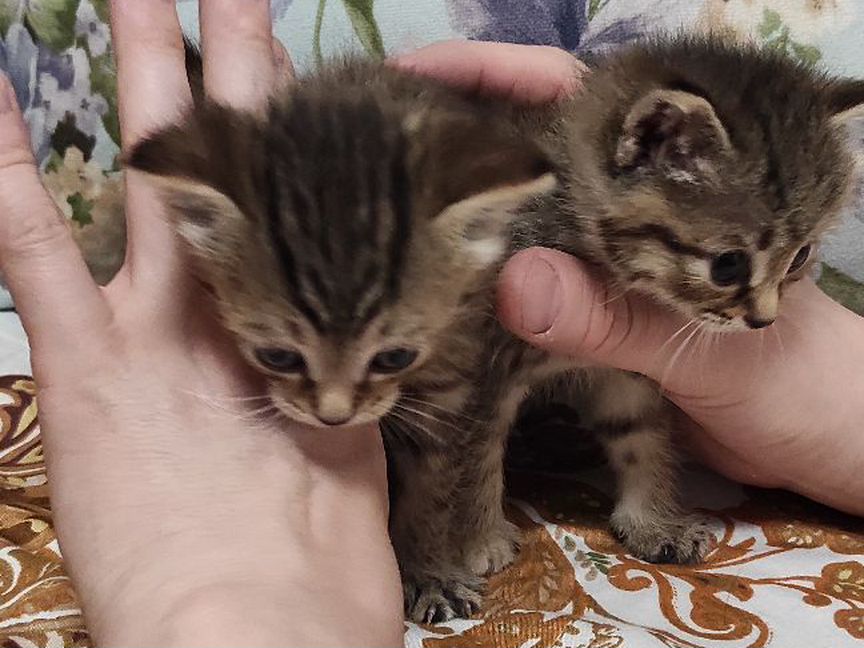 Счастливые трёхцветные котята