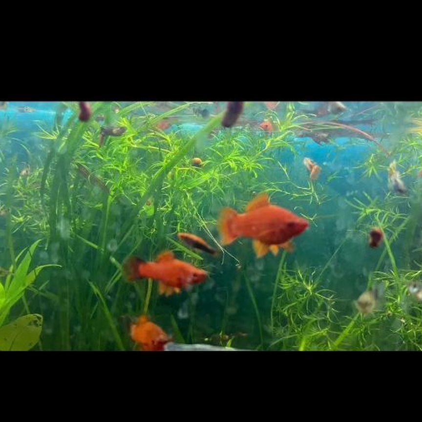 Аквариум рыбки