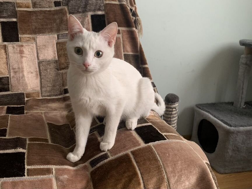 Кошка в дар