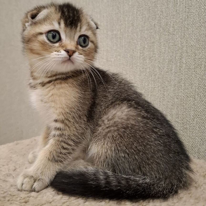 Шотландский вислоухий короткошёрстный котёнок