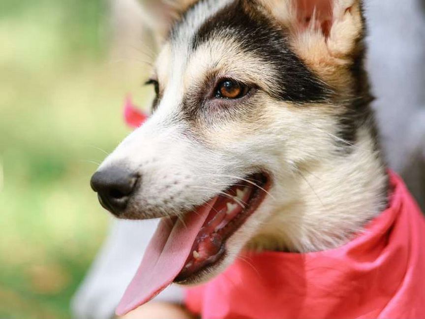 Собака щенок из приюта