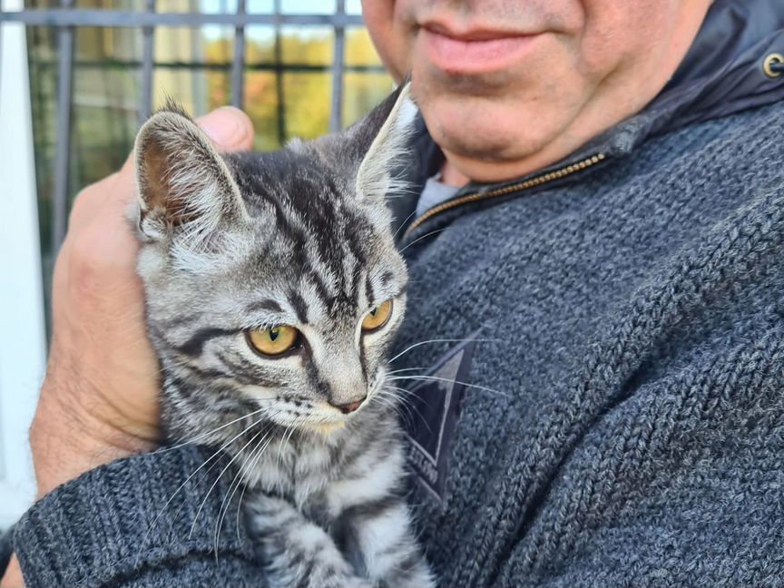 Котенок-мальчик, окрас "вискас", в дар