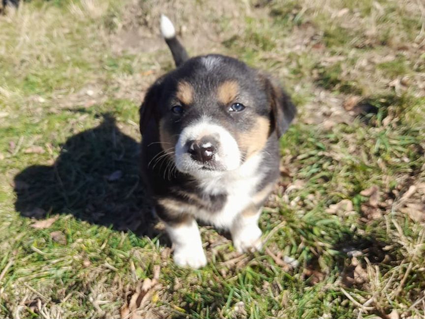 Щенок. В добрые ручки. Кисловодск