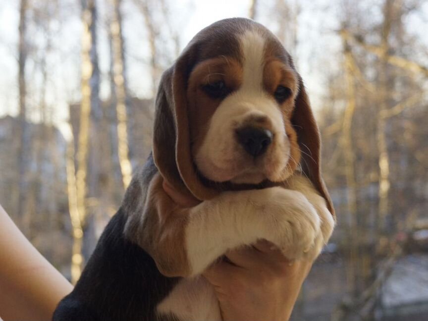 Щенки бигля с документами РКФ