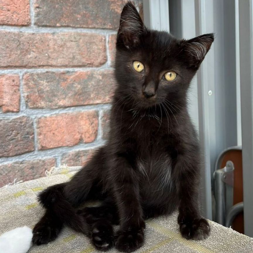 Маленький котёнок ждёт семью