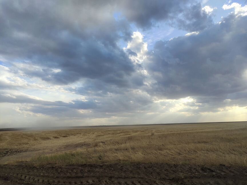 Продам зерно