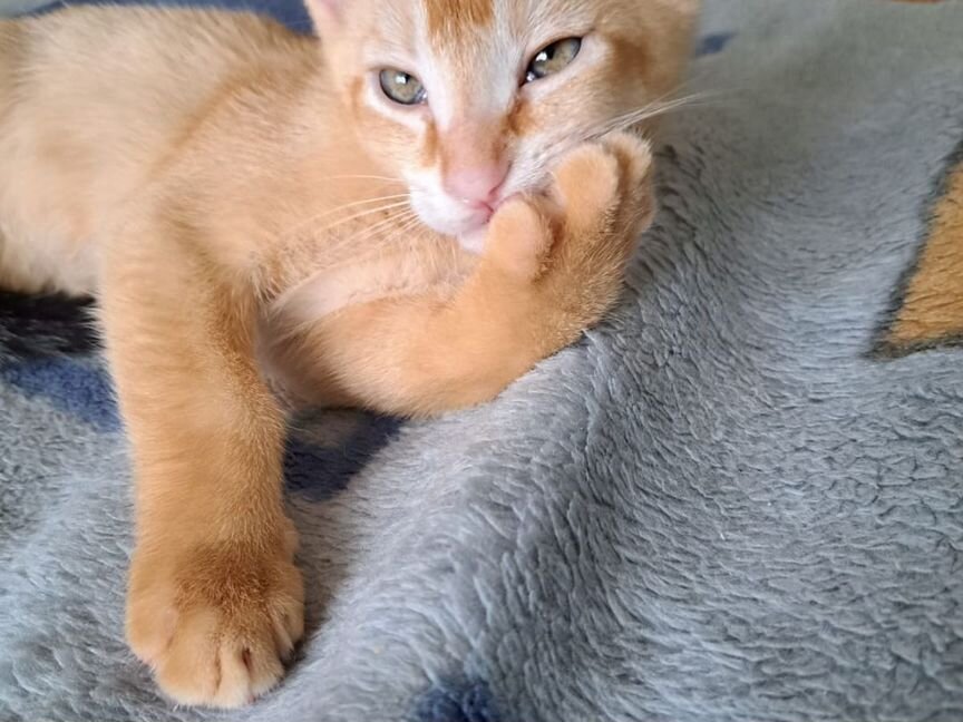 Элитный кот чаузи