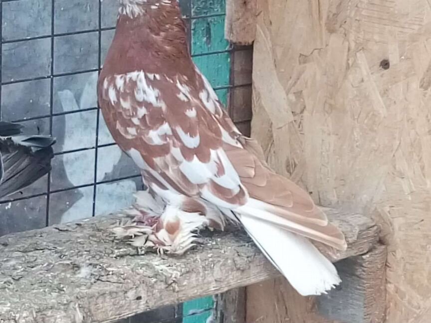 Голуби узбеки