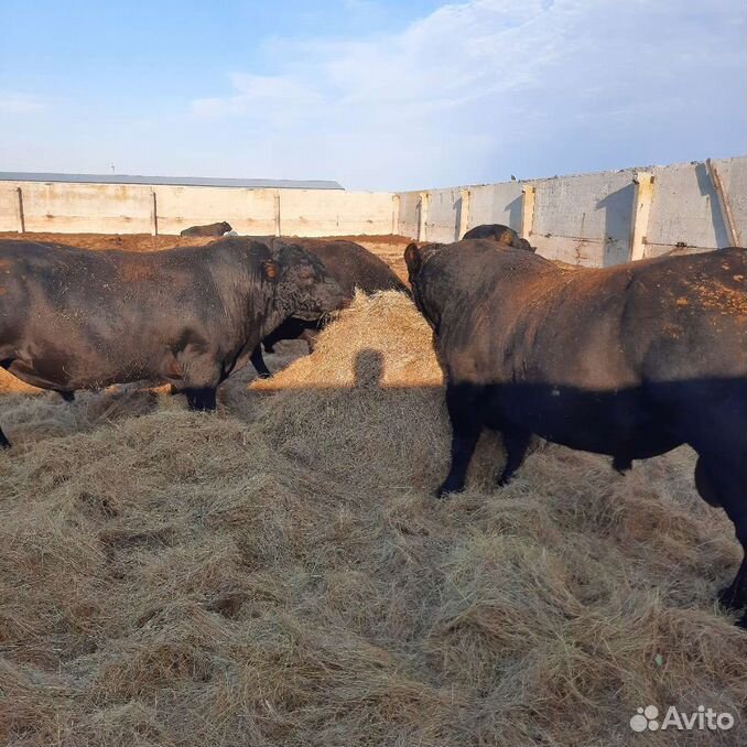 Быки Абердин Ангус