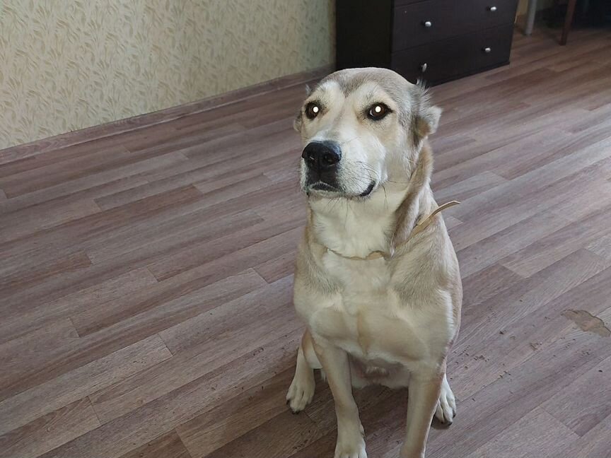 Среднеазиатская овчарка