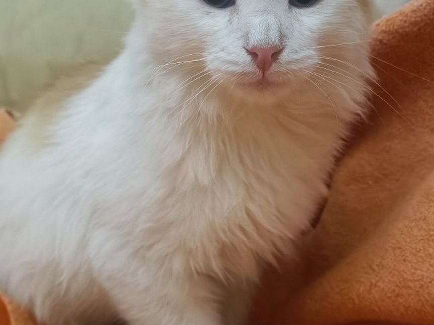 Кошка в дар бесплатно