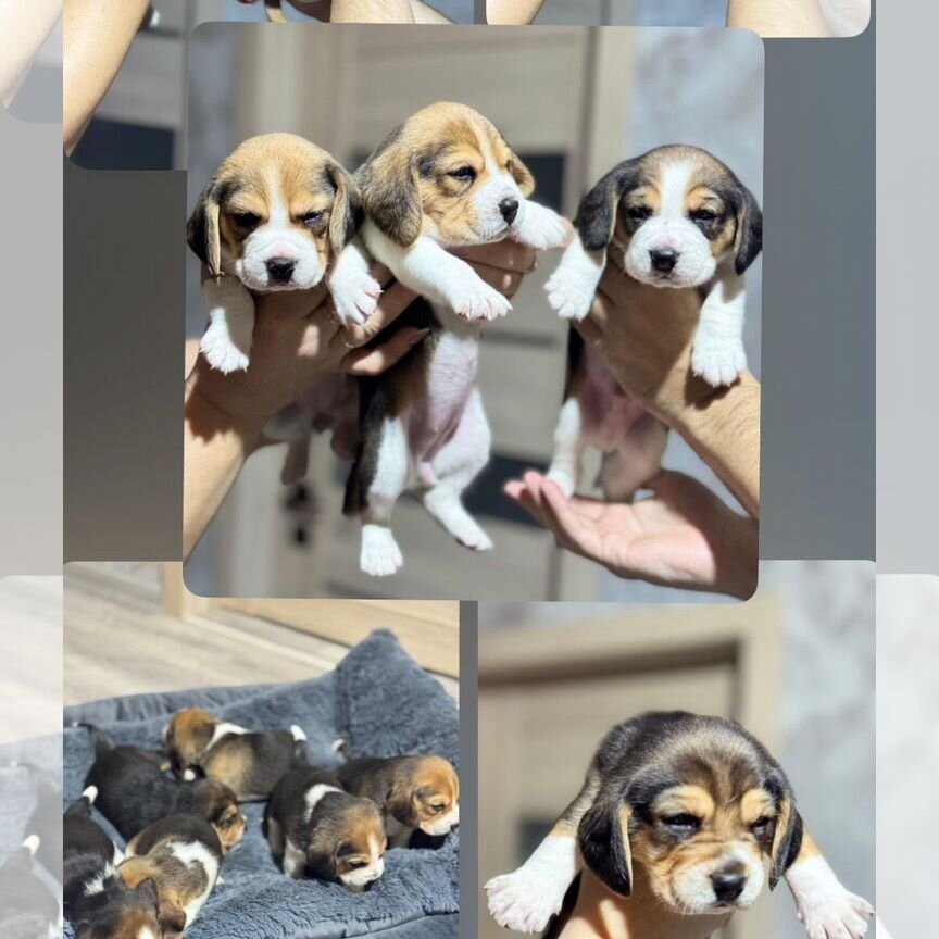 Бигль, щенок