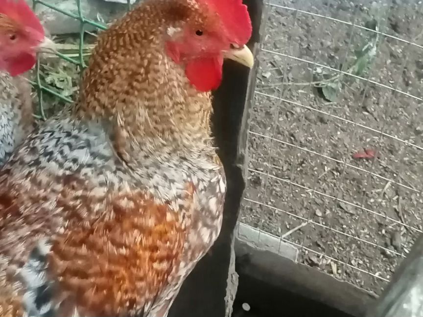 Билефельдер петух