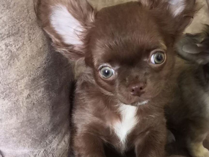 Щенки чихуахуа