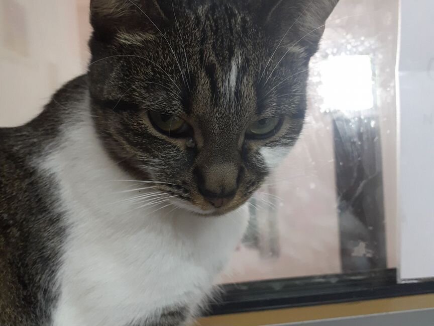 Кошка
