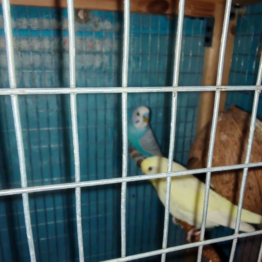 Волнистый попугай