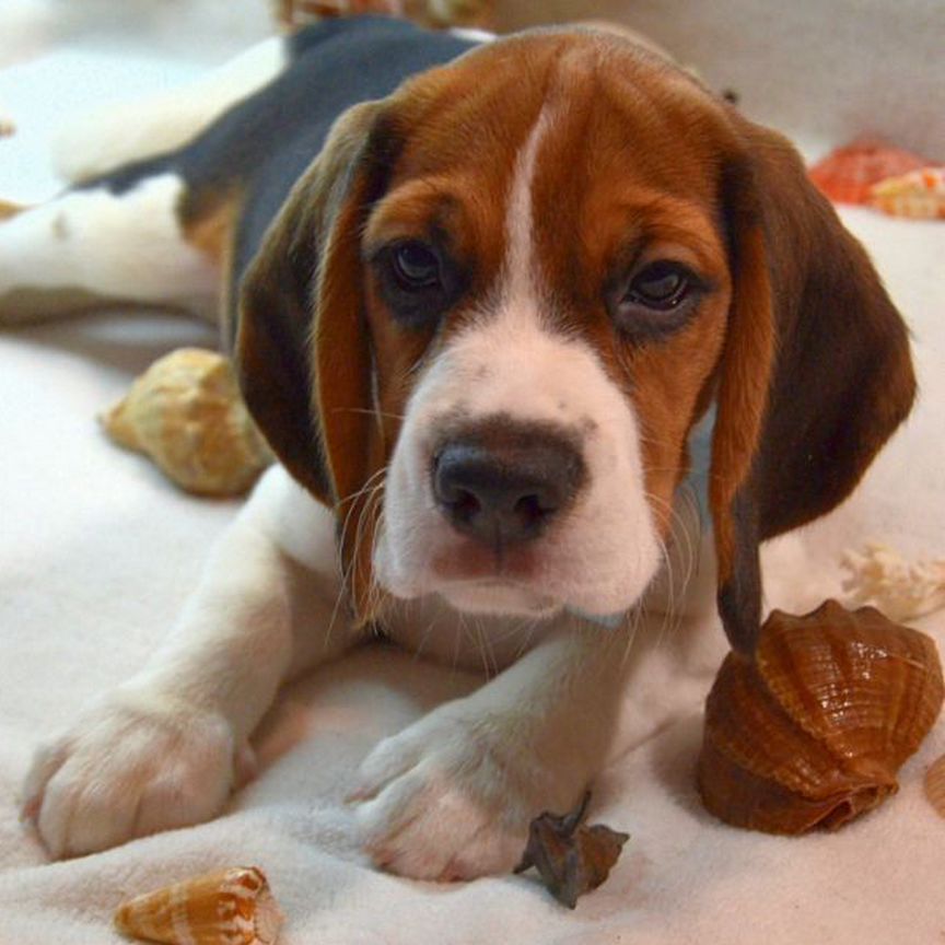 Бигль, щенок