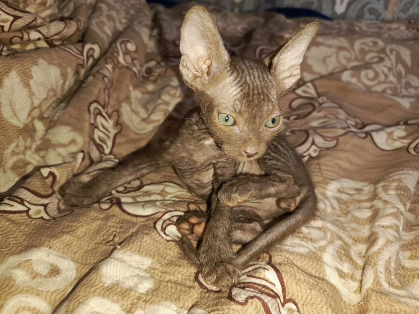 Котик сфинкс