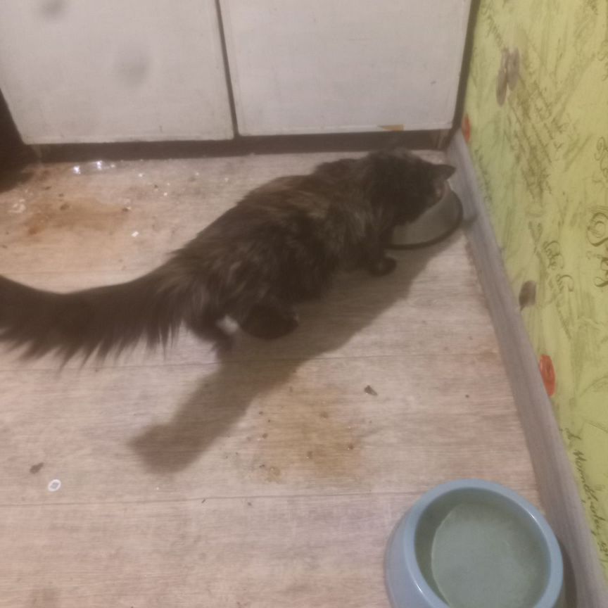 Отдам кошечек в добрые руки