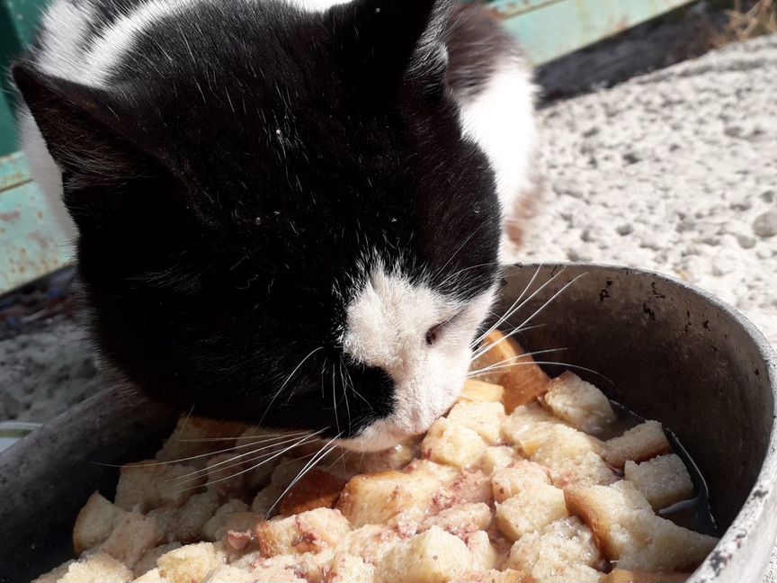 Ищем кормильца